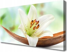 Nástěnný obraz Canvas na plátně Květina Rostlina Příroda 100x50