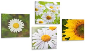 Set obrazů luční květiny Varianta: 4x 40x40