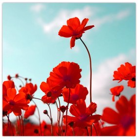 Obraz pole s jasně červenými květy (30x30 cm)