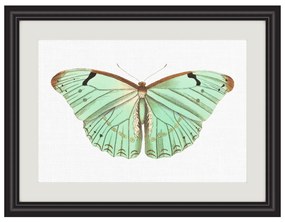 Obrázek Argentinský motýl A4 (210 x 297 mm): A4