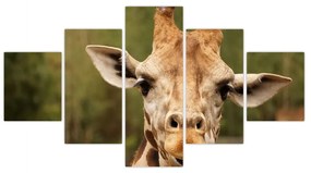 Obraz žirafy (125x70 cm)
