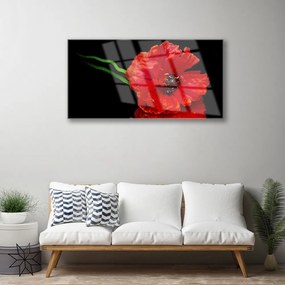 Obraz na skle Květ Mák Rostlina Příroda 140x70 cm