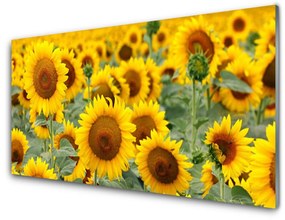 Obraz na skle Slunečnice Rostlina Příroda 125x50 cm