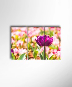 Malvis ® Obraz Pestrý tulipán ROZMĚR (šířka x výška): třídílný obdélník 120x80 cm
