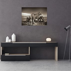 Skleněný obraz černobílých lvů (70x50 cm)