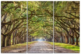 Obraz na plátně - Historické dubové stromy lemované polní cestou 1239B (150x100 cm)