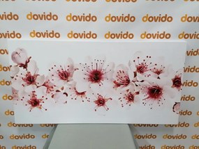 Obraz třešňové květy - 100x50 cm