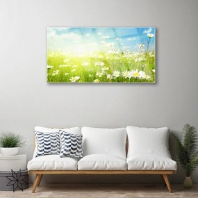 Obraz na skle Louka Sedmikrásky Příroda 140x70 cm