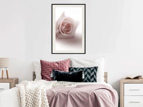 Plakát Růžový stín - světle růžový květ růže vrhá stín na bílém pozadí