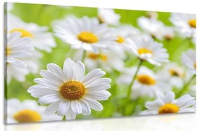 Obraz jarní louka plná květin Varianta: 60x40