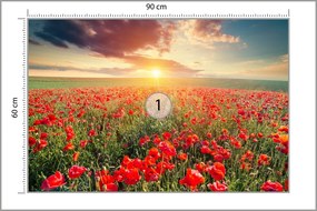 Fototapeta Poppy Field Hladký vinyl 254x184