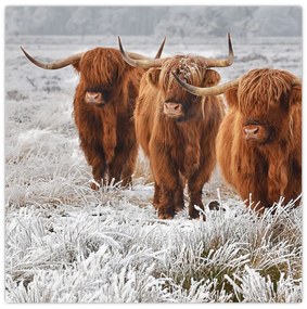 Obraz - Skotské krávy (30x30 cm)