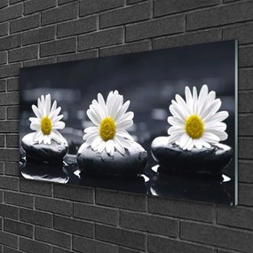 Obraz na skle Sedmikráska Kameny Rostlina 120x60 cm