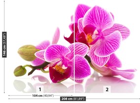 Fototapeta Květy orchidejí 104x70
