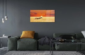 Obraz na skle Zebra pole sunset 140x70 cm