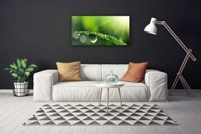 Obraz na plátně Tráva Rosa Kapky Příroda 140x70 cm