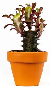 Gardners Euphorbia Trigona rubra, průměr 6 cm