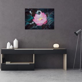 Skleněný obraz růžové květiny (70x50 cm)