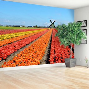 Fototapeta Větrný mlýn tulipány 104x70