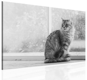 Černobílý obraz  kočka Velikost (šířka x výška): 90x60 cm