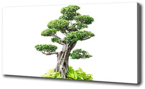 Wallmuralia Foto obraz na plátně do obýváku Bonsai 100x50