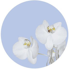 Samolepicí fototapeta CR3200 Orchid on Blue 70 x 70 cm