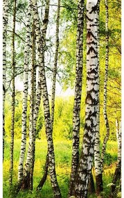 Vliesová fototapeta Březový les 150 x 250 cm + lepidlo zdarma / MS-2-0094 vliesové fototapety na zeď DIMEX