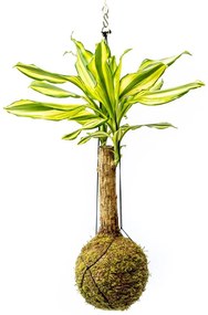 Kokedama Dracaena fragrans kmen mix (L)