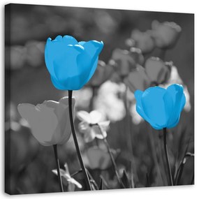 Obraz na plátně Tulipánové květiny Příroda Modrá - 50x50 cm