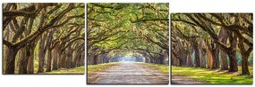 Obraz na plátně - Historické dubové stromy lemované polní cestou - panoráma 5239E (120x40 cm)