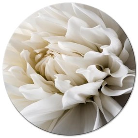 Kulatý obraz Bílý květ - rozvinutý pupen v teplém krémovém světle