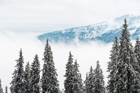 Samolepící fototapeta zasněžené borové stromy