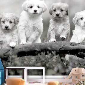 Fototapeta - Four Puppies