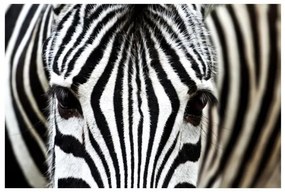 FL-255-008 Samolepicí fototapety na podlahu Zebra | 255 x 170 cm