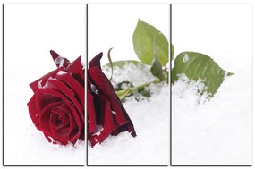 Obraz na plátně - Růže na sněhu 1103B (105x70 cm)