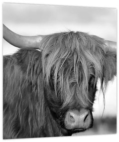 Obraz - Skotská kráva 2, černobílá (30x30 cm)