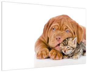 Obraz psa s kotětem (90x60 cm)