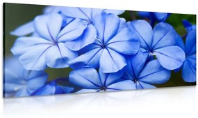 Obraz malebné modré květy - 120x60 cm