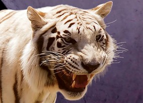 Jednodílný obraz tygr ve vesmíru Velikost (šířka x výška): 60x40 cm