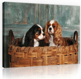 Obraz 80x60 Štěňata Cavalier King Charles Spaniel košík sladký portrét