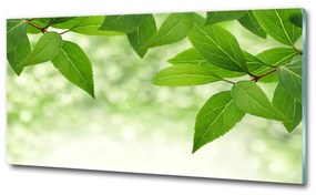 Wallmuralia Foto obraz skleněný horizontální Zelené listí 100x50
