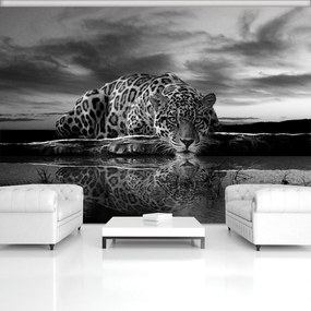Postershop Fototapeta vliesová: Jaguar (černobílý) - 208x146 cm
