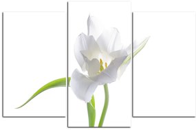Obraz na plátně - Tulipán 181C (120x80 cm)