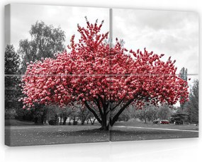 Obraz 120x80 Kvetoucí strom kvetení jaro sakura park příroda