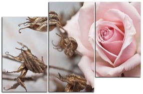 Obraz na plátně - Růže a uschlé rostliny 1225D (105x70 cm)