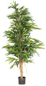 Longifolia- Rozrazil dlouholistý