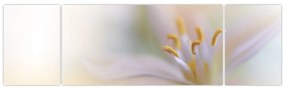 Obraz - Jemný květ (170x50 cm)