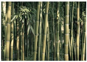 Fototapeta - Bamboo Exotic
