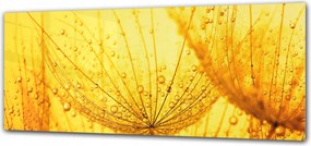 Skleněný obraz 80x30 tvrzená grafika pampeliška