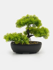 Sinsay - Dekorační rostlina bonsai v květináči - zelená